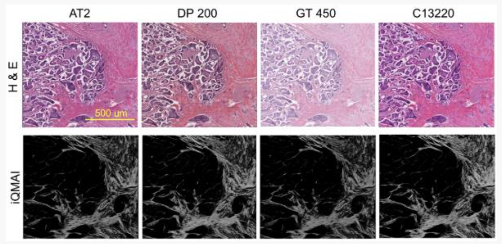 Transforming Histology: How AI-Powered Virtual Staining Could Unlock ...