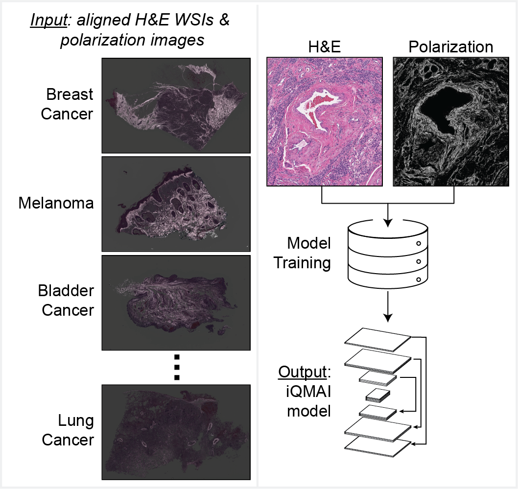 Transforming Histology: How AI-Powered Virtual Staining Could Unlock ...